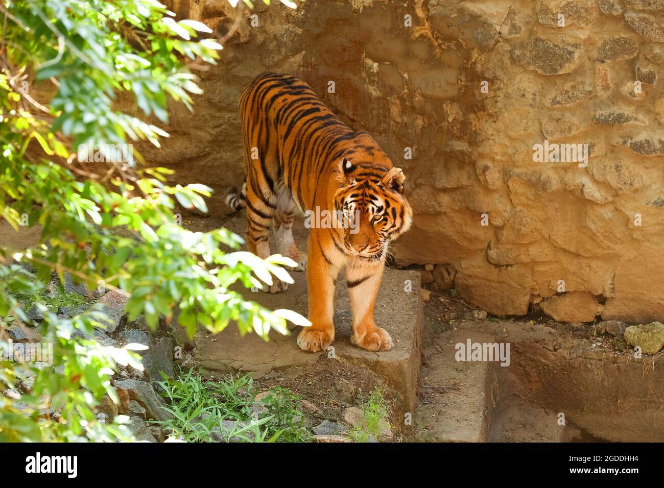 Beautiful tiger in zoological garden Stock Photo - Alamy