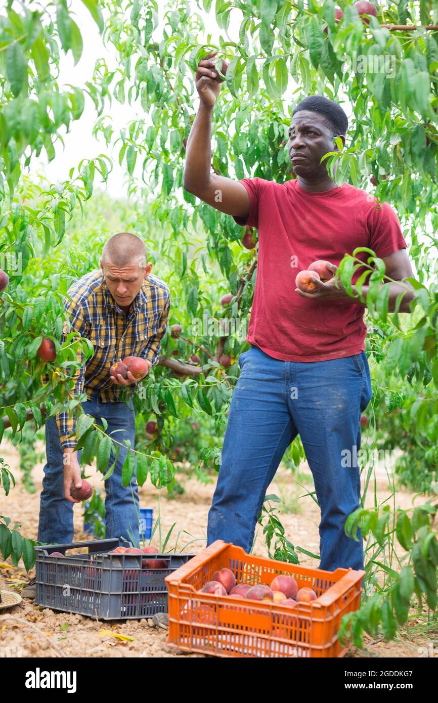 Two men working in peach plantation Stock Photo - Alamy