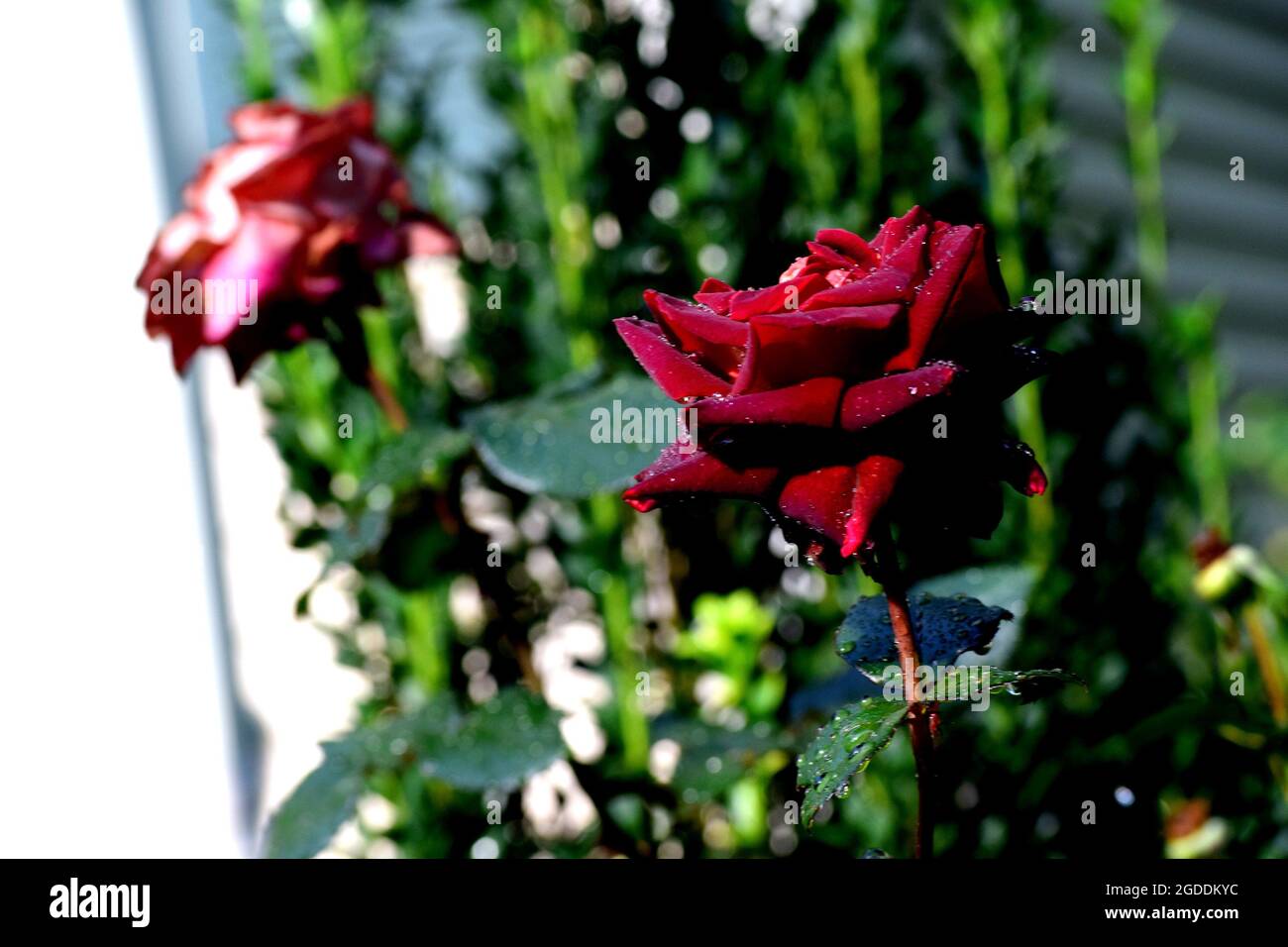 blooming rose after a rain shower Stock Photo - Alamy