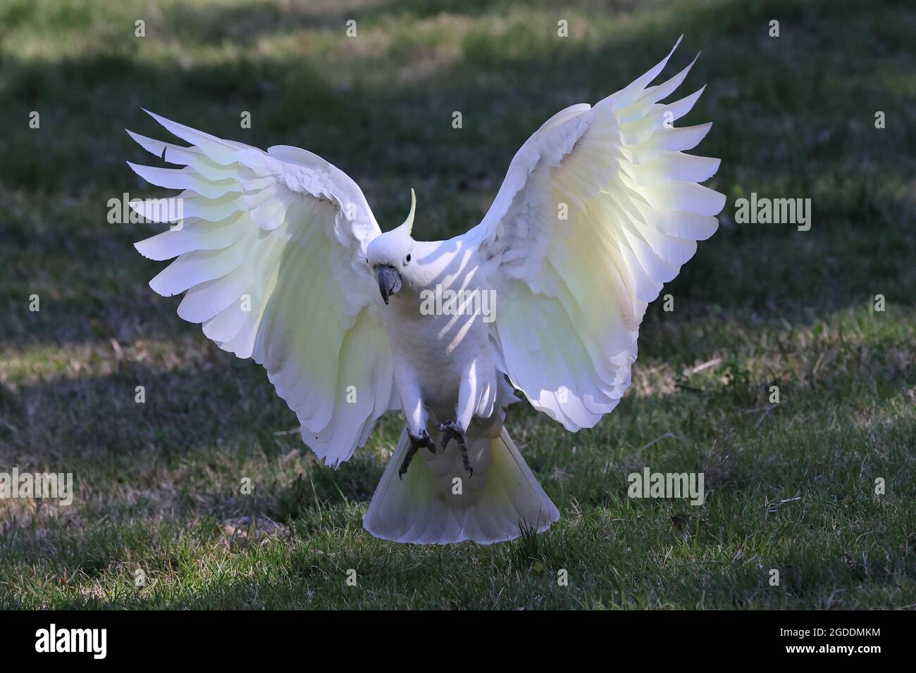 Australian Sulphur-crested Cockatoo in flight Stock Photo - Alamy