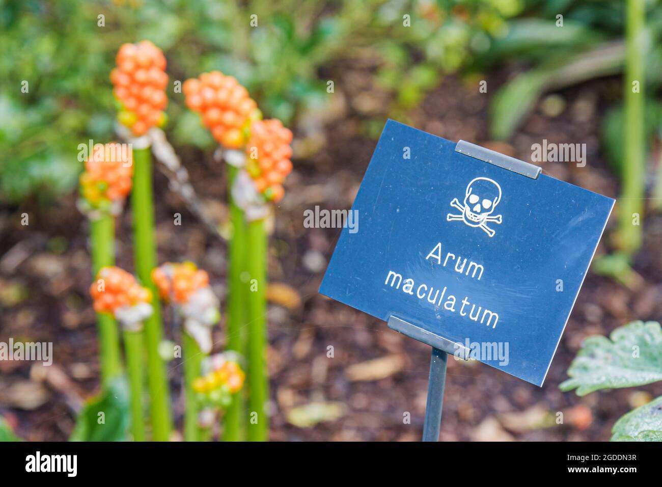 UK England,Northumberland Alnwick Garden The Poison Garden sign Arum ...