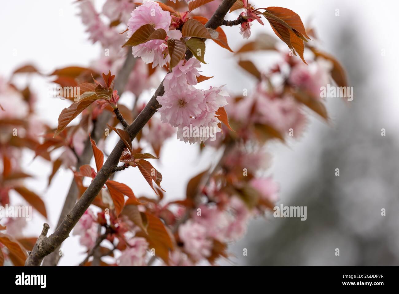 light pink cherry blossoms growing on the branches of a tree in a local ...