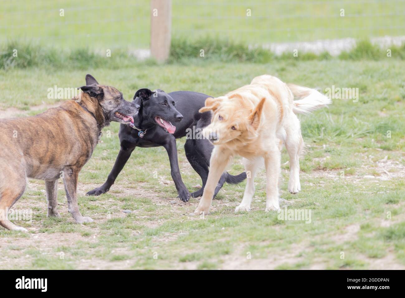 large brindle dog playing in park with black lab and golden retriever ...