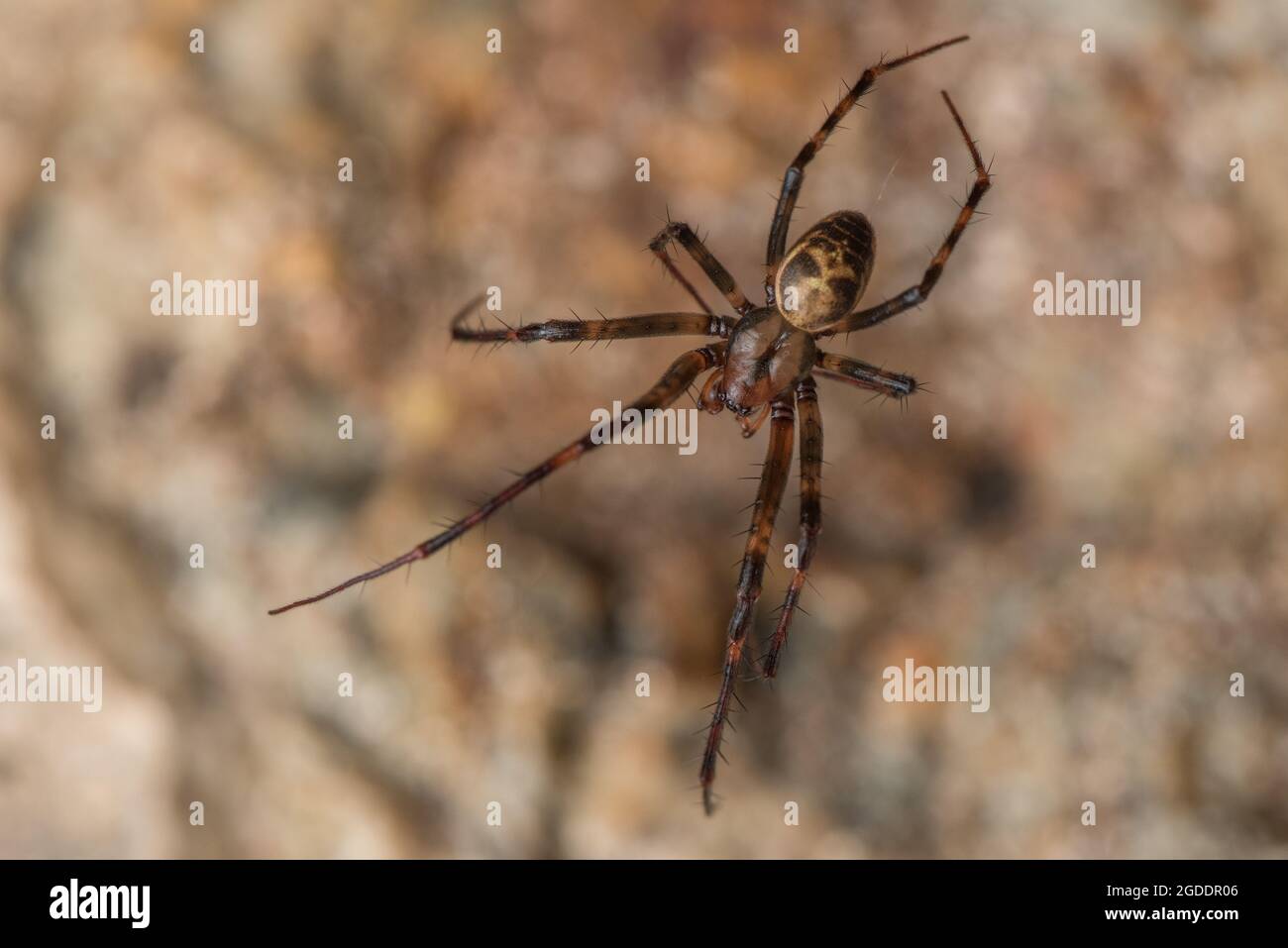 Cave spider hi-res stock photography and images - Alamy