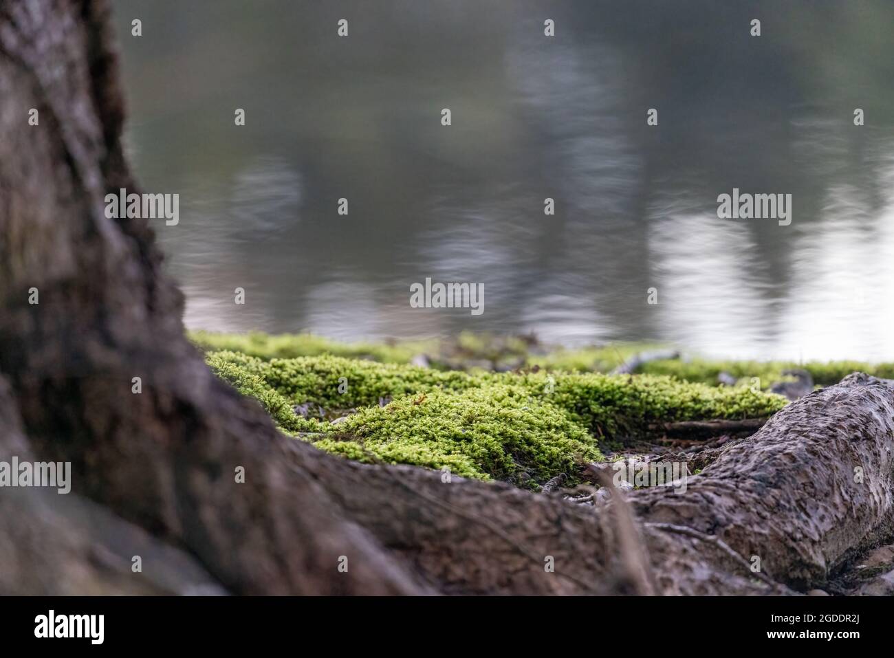 moss covering the root base of a tree on the bank of a lake Stock Photo ...