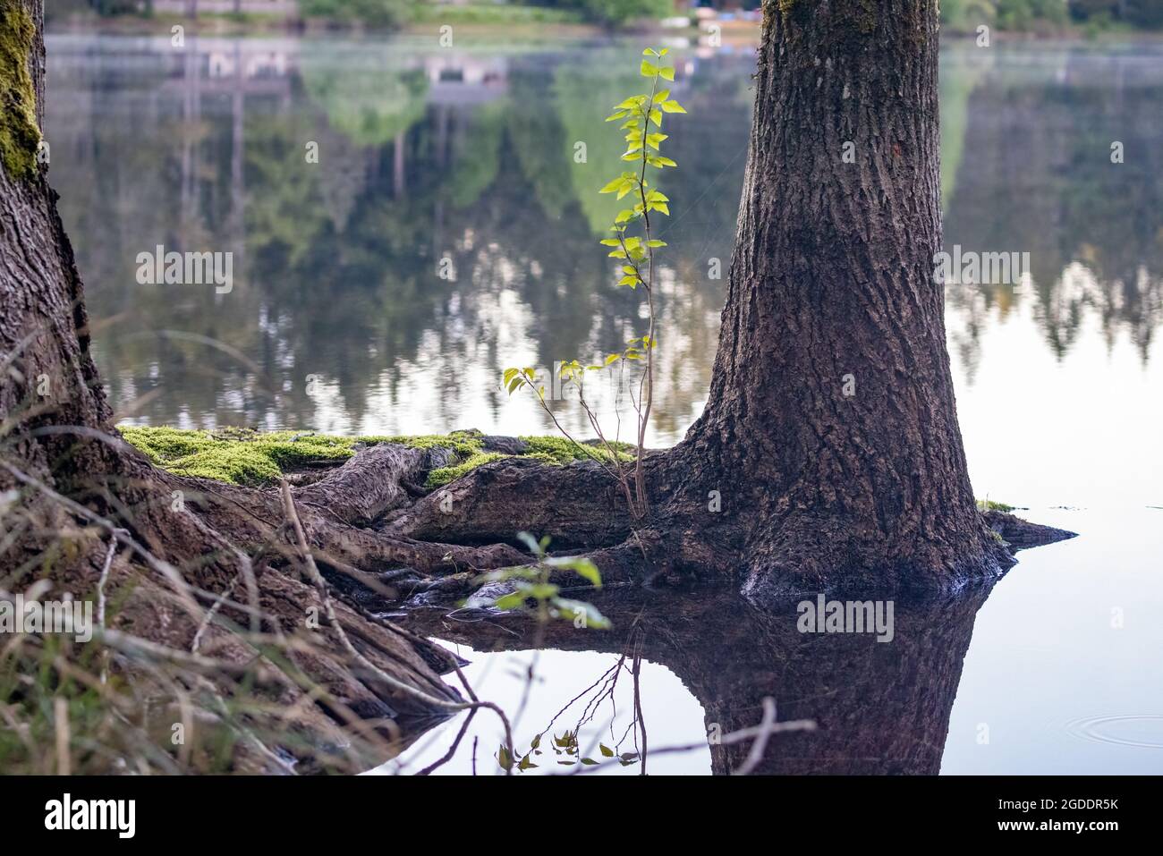 submerged root base of a pine tree growing out of a lake Stock Photo ...