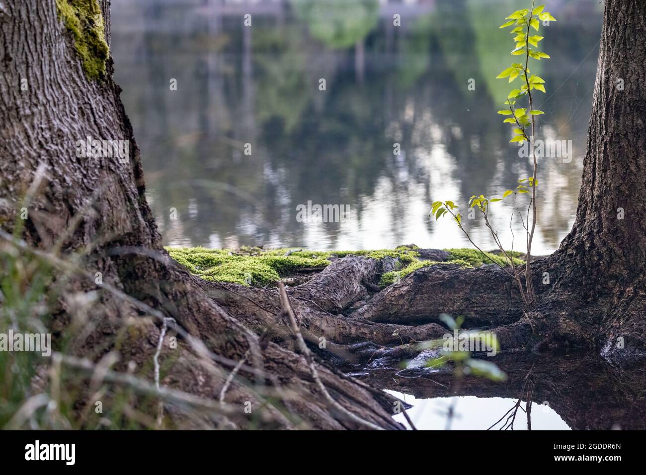submerged root base of a pine tree growing out of a lake Stock Photo ...
