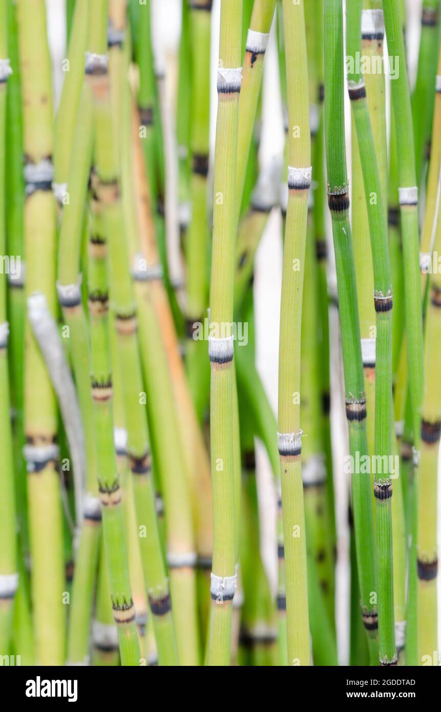 Horsetail reed hi-res stock photography and images - Alamy