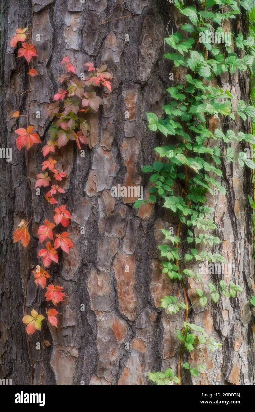Close-up of two vines climbing a pine tree Stock Photo - Alamy