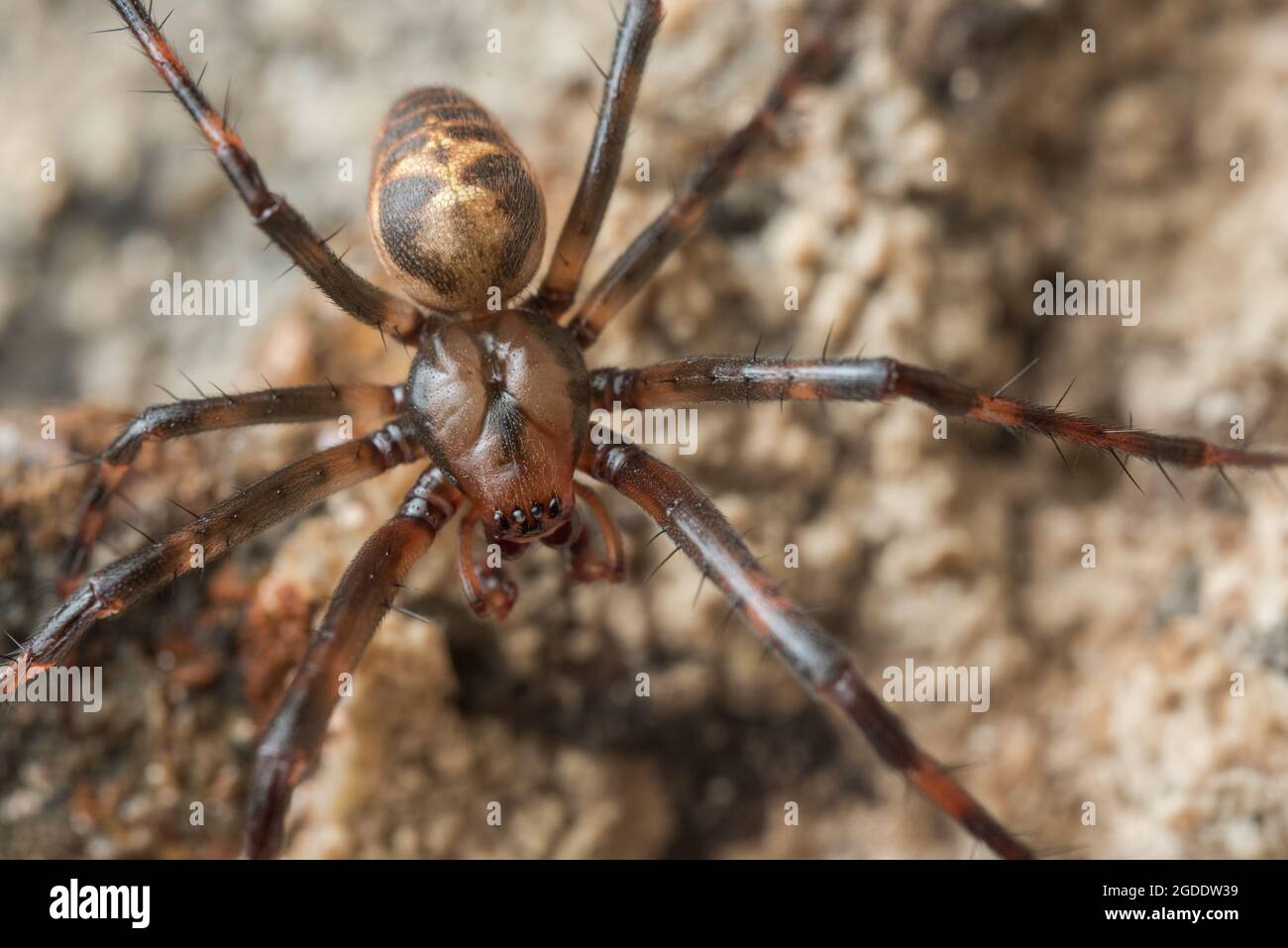 Dolloff Cave Spider What's This Spider? : R/whatsthisbug