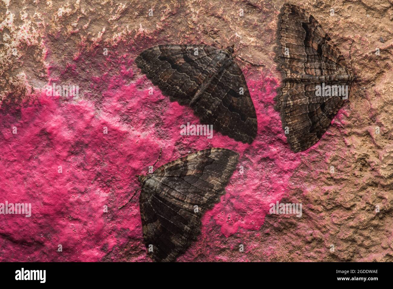 Cave insect hi-res stock photography and images - Alamy