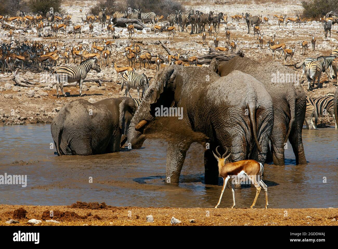 Elephants, zebras and springboks drinking at Okaukuejo waterhole ...
