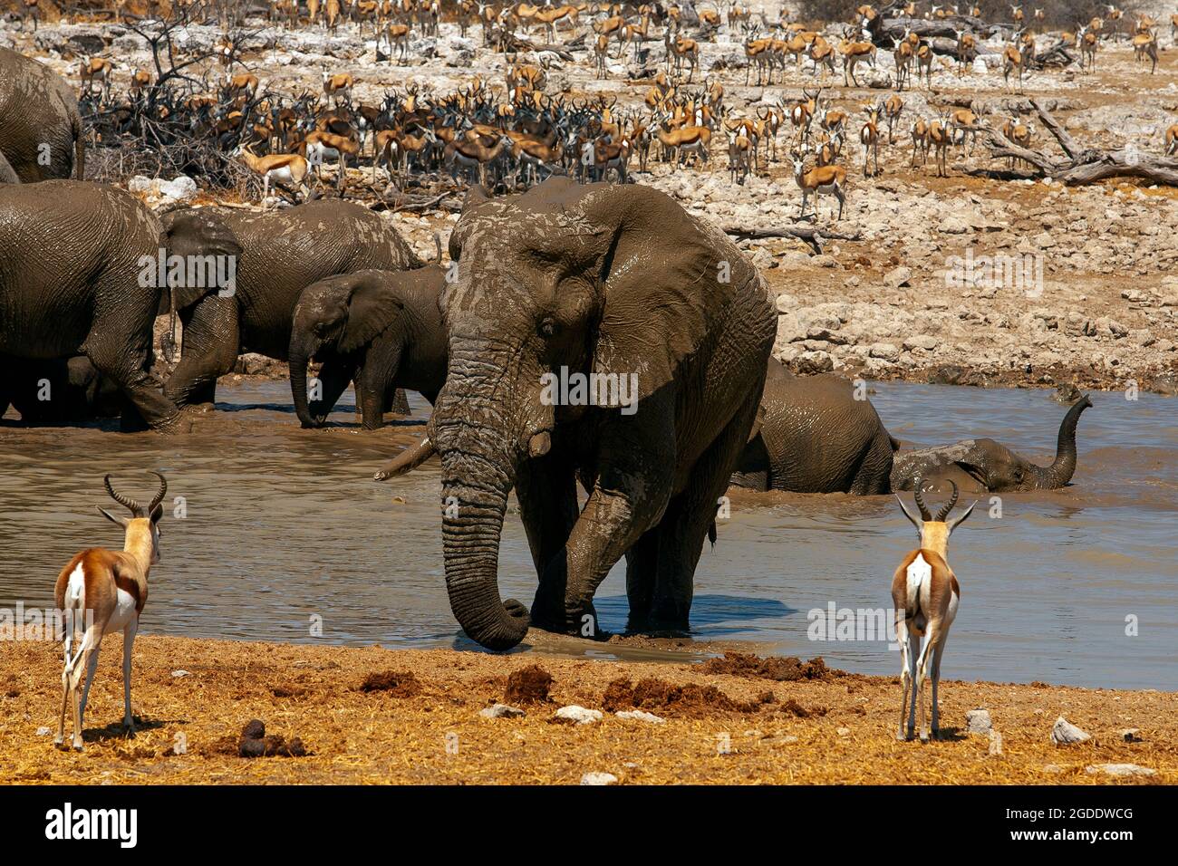 Elephant and springboks drinking at Okaukuejo waterhole, Etosha ...
