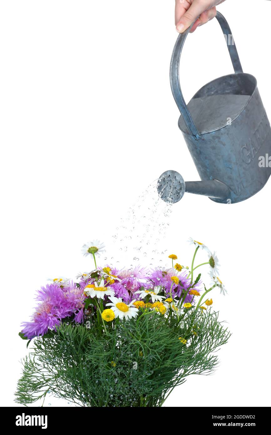 Water can watering flowers isolated on white Stock Photo - Alamy