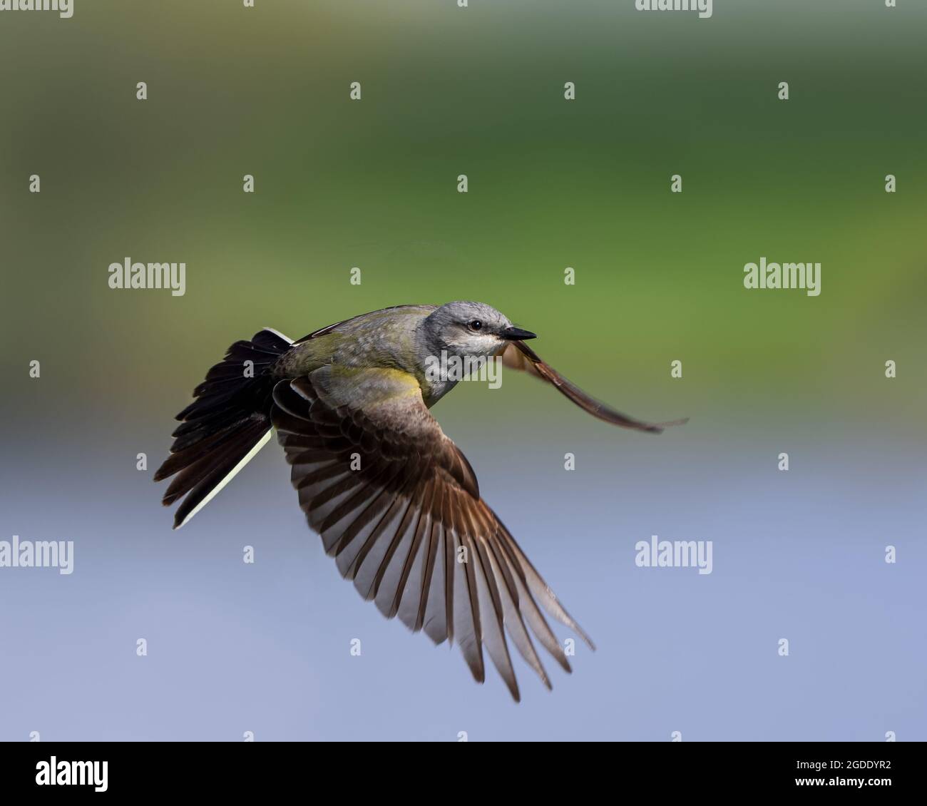 A western kingbird in flight Stock Photo - Alamy