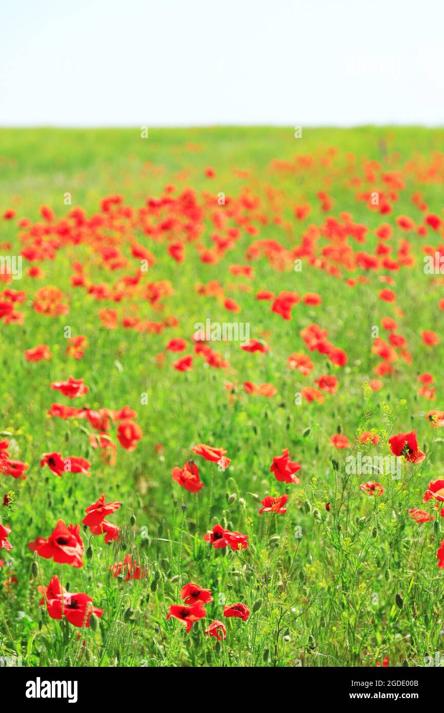 Beautiful poppy flowers in the field Stock Photo - Alamy