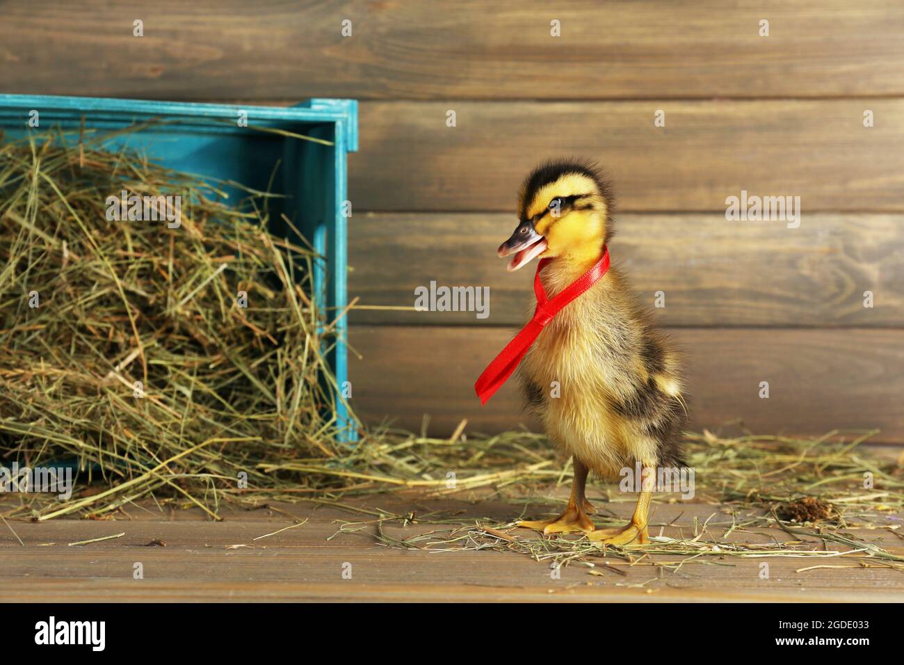 Little cute duckling in barn Stock Photo - Alamy