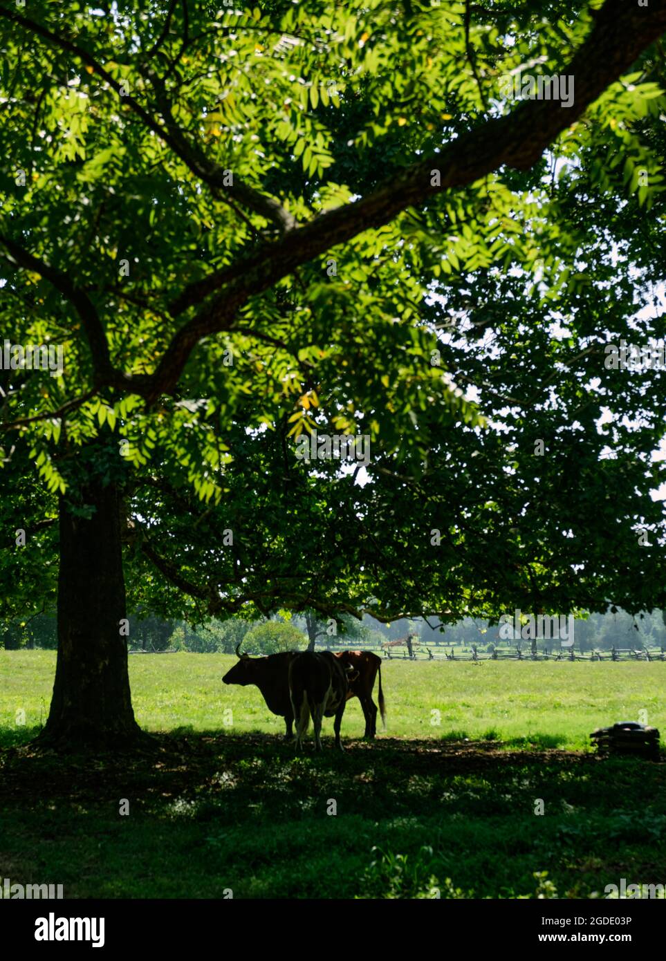Resting Under A Shady Tree High Resolution Stock Photography and Images ...