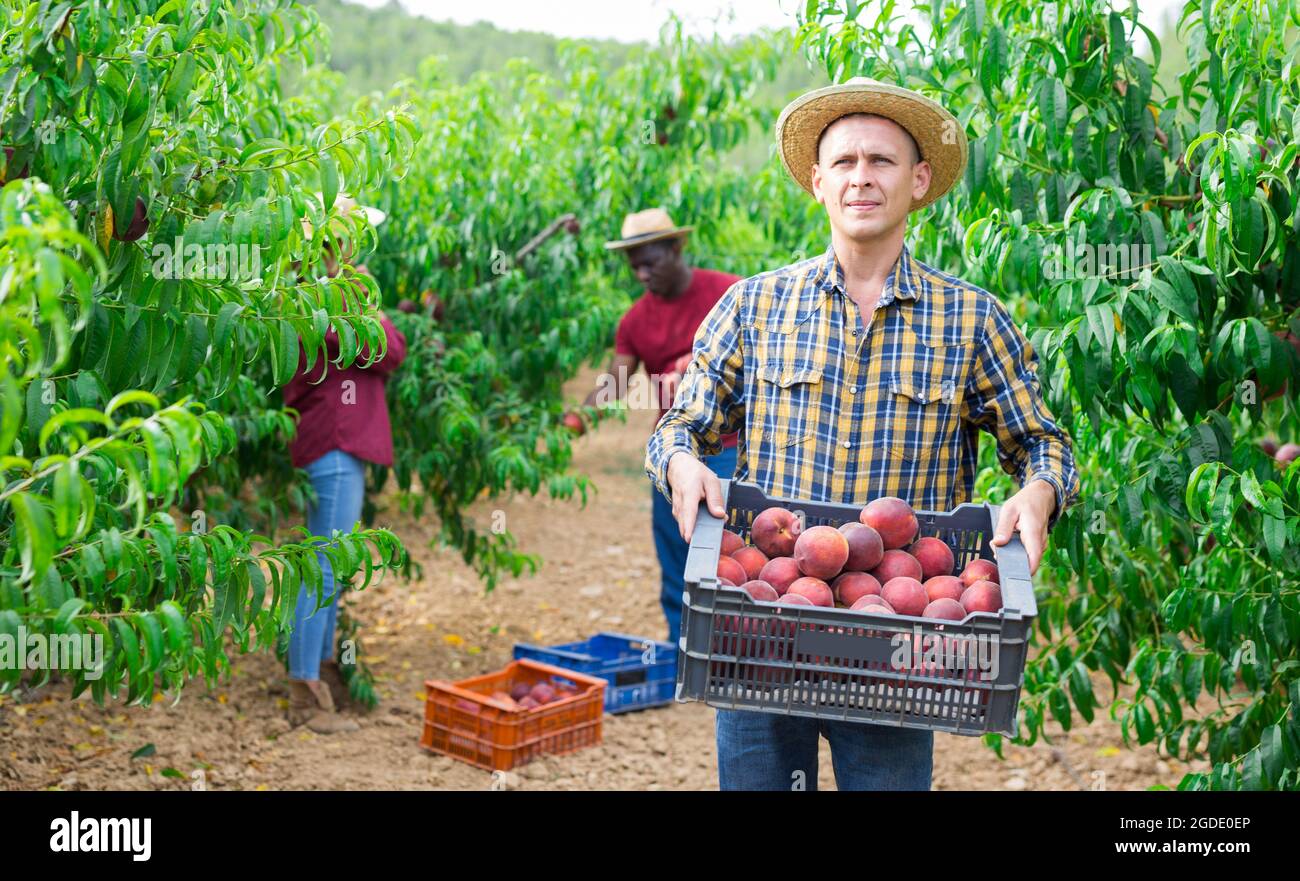 Man with crate of peaches Stock Photo - Alamy