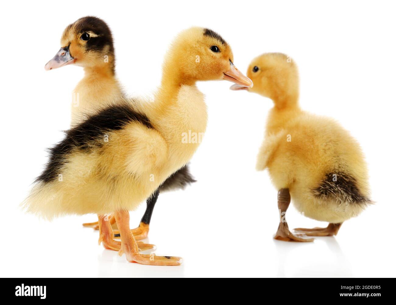 Little cute ducklings isolated on white Stock Photo - Alamy