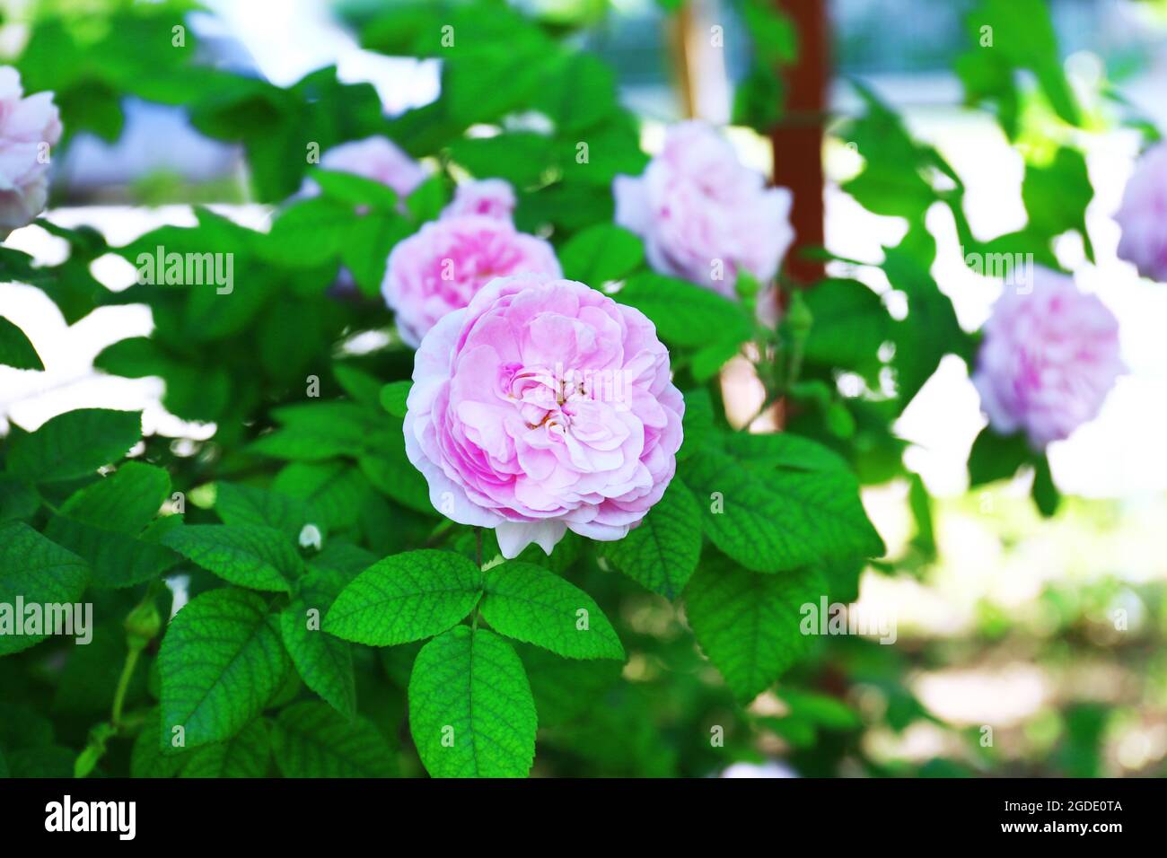Pink rose in garden Stock Photo - Alamy