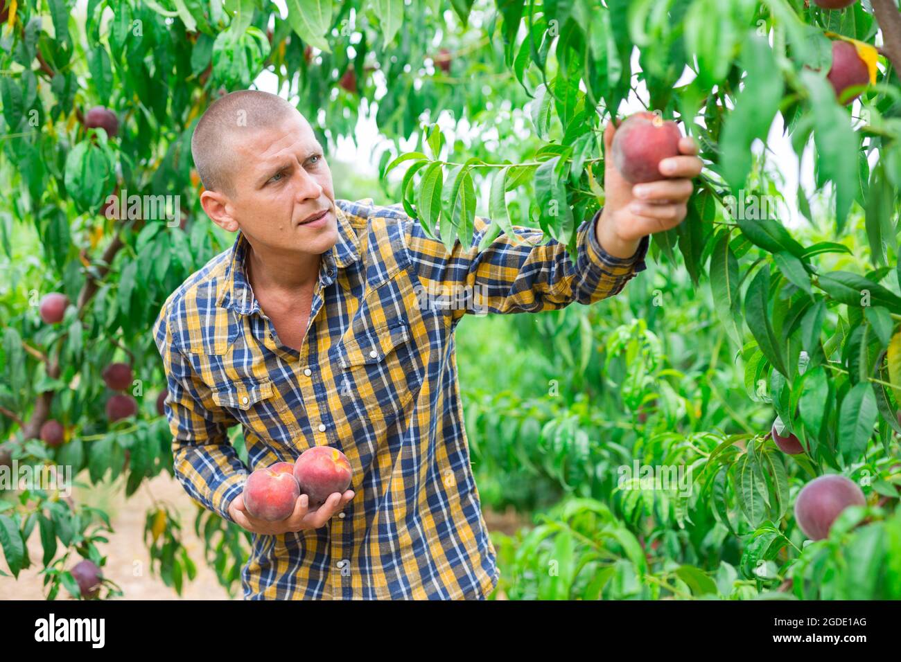 Man working in peach orchard Stock Photo - Alamy