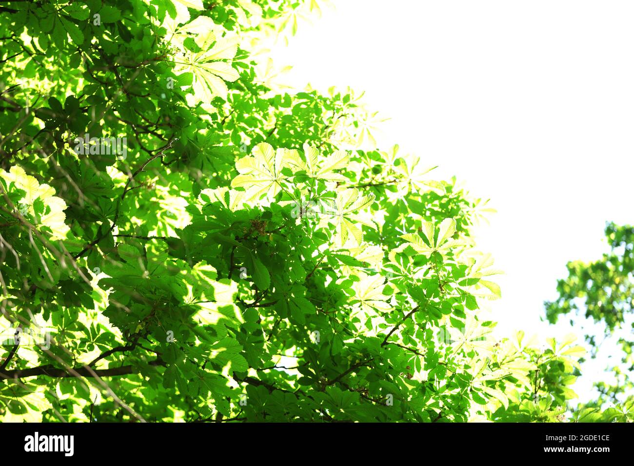 Spring tree on sky background Stock Photo - Alamy