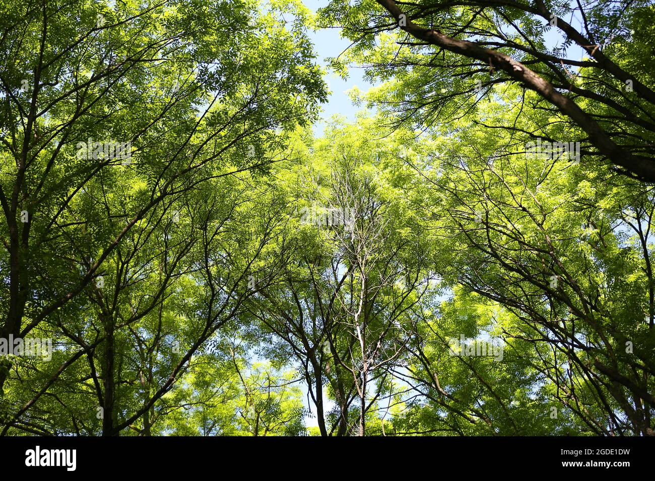 Beautiful trees in forest Stock Photo - Alamy