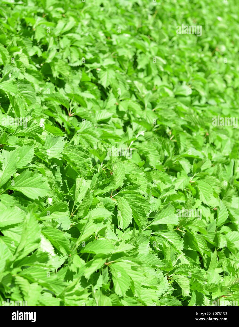 Beautiful spring leaves on tree outdoors Stock Photo - Alamy