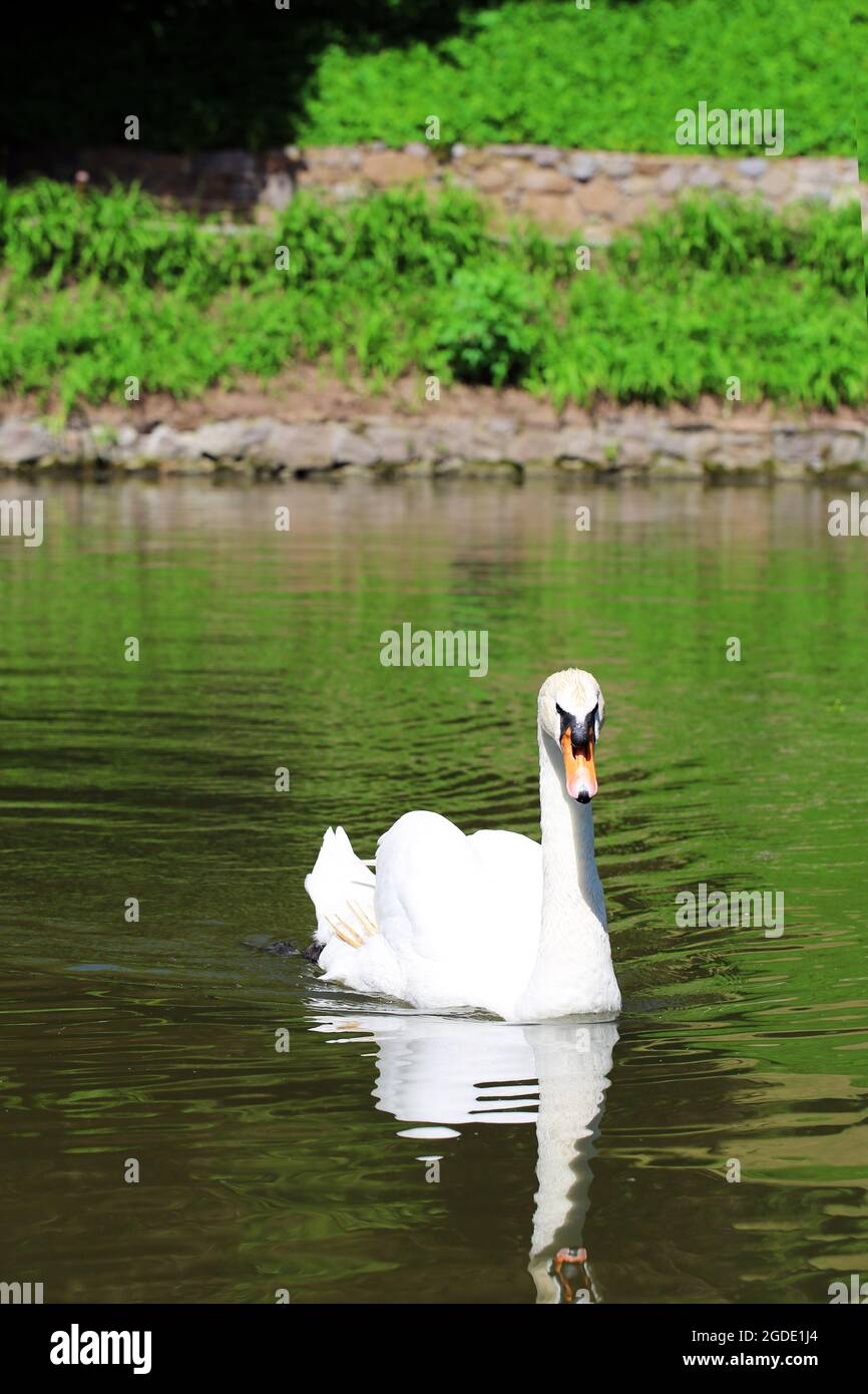 White swan on lake Stock Photo - Alamy