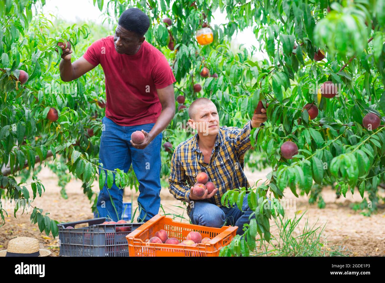 Peach picker hi-res stock photography and images - Alamy