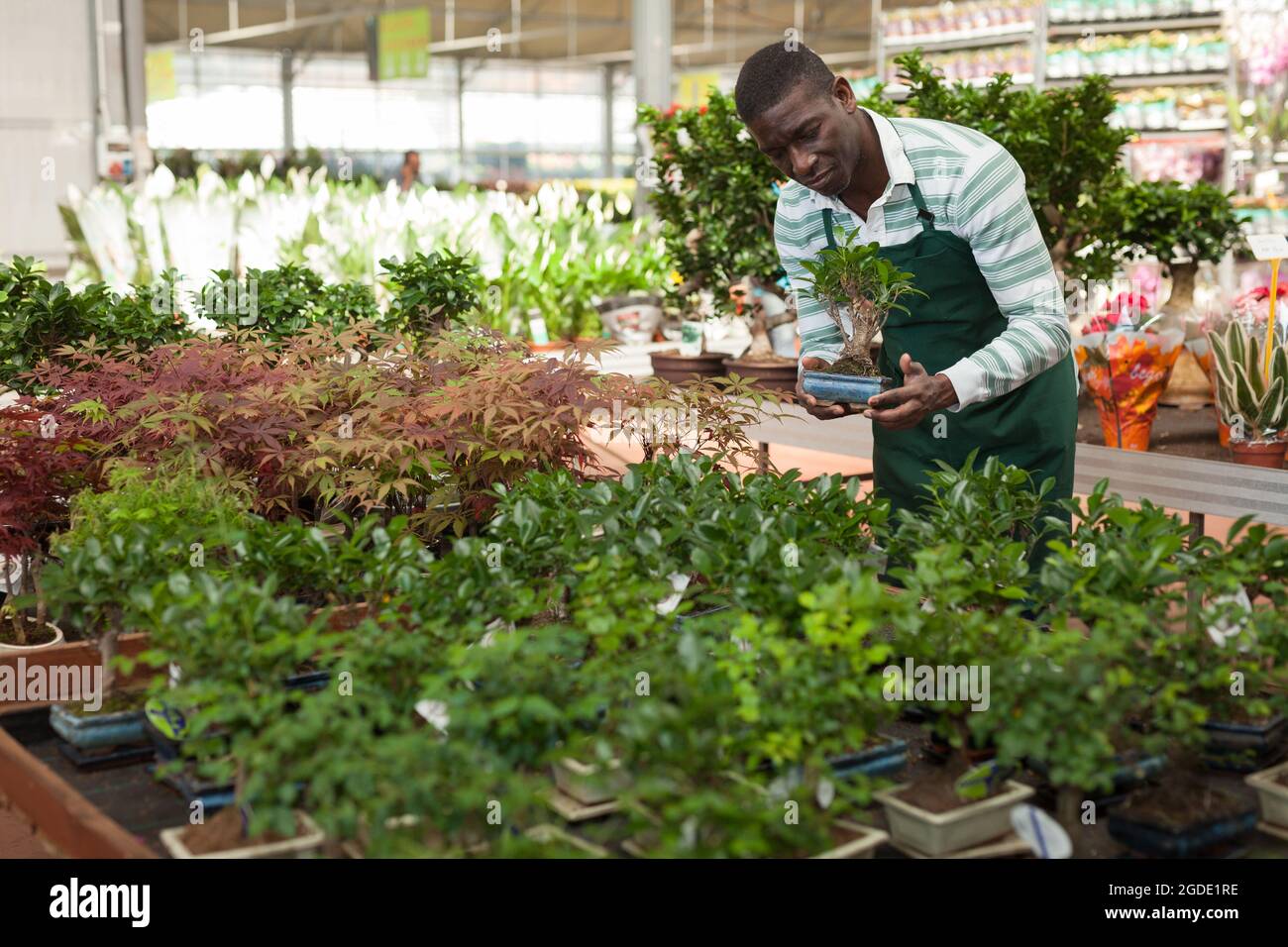 Florist checking ficus microcarpa in pots Stock Photo - Alamy