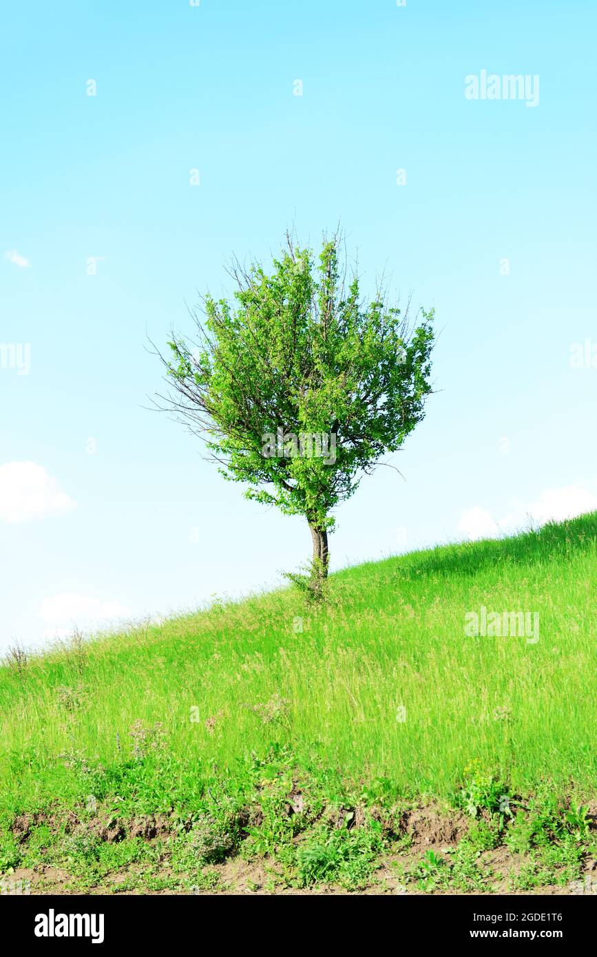Single big old tree outdoors Stock Photo - Alamy