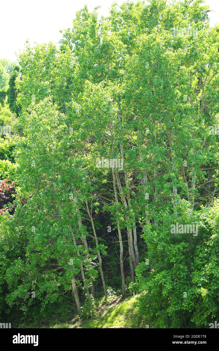 Green nature landscape Stock Photo - Alamy