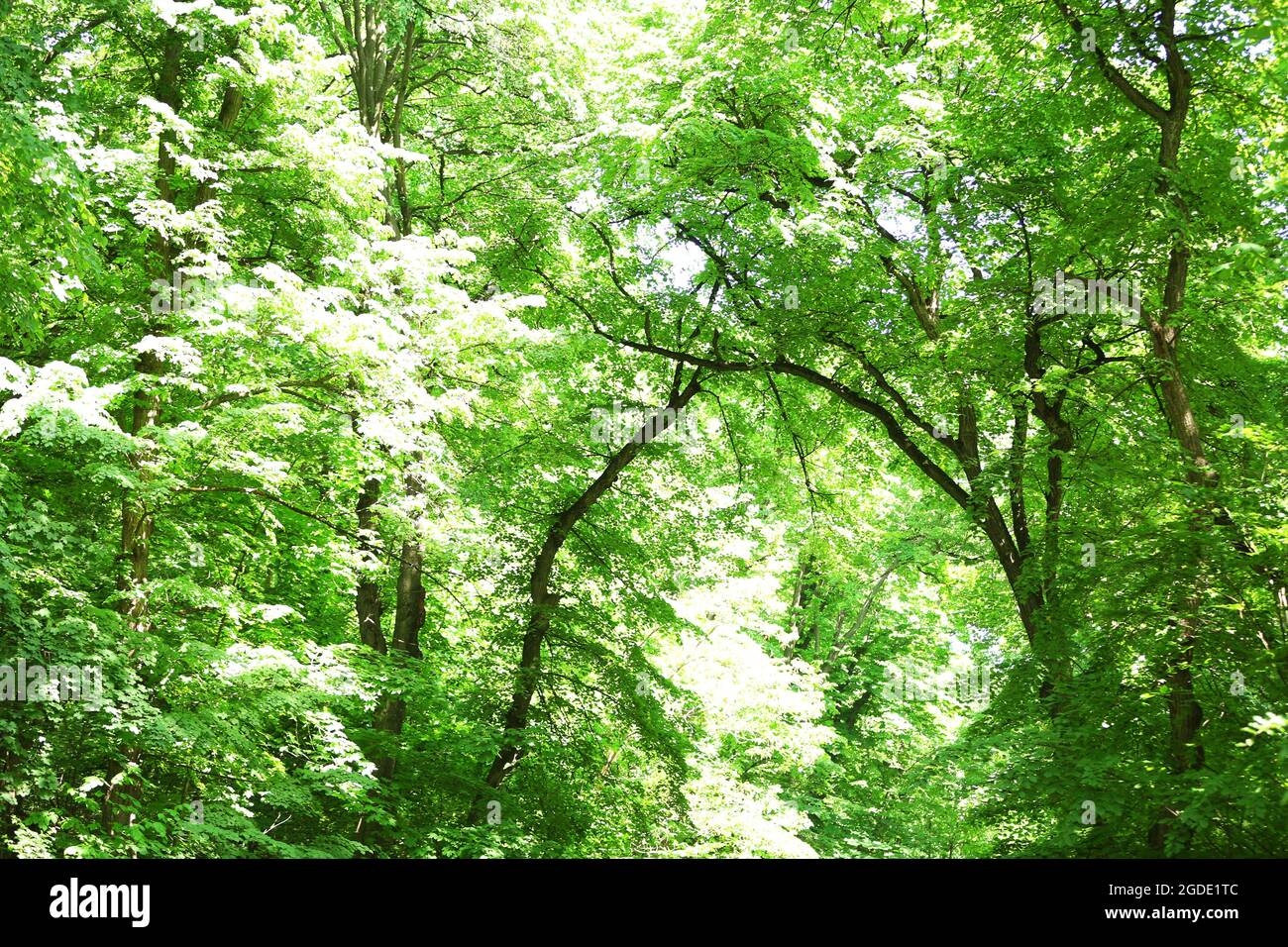 Beautiful trees in forest Stock Photo - Alamy