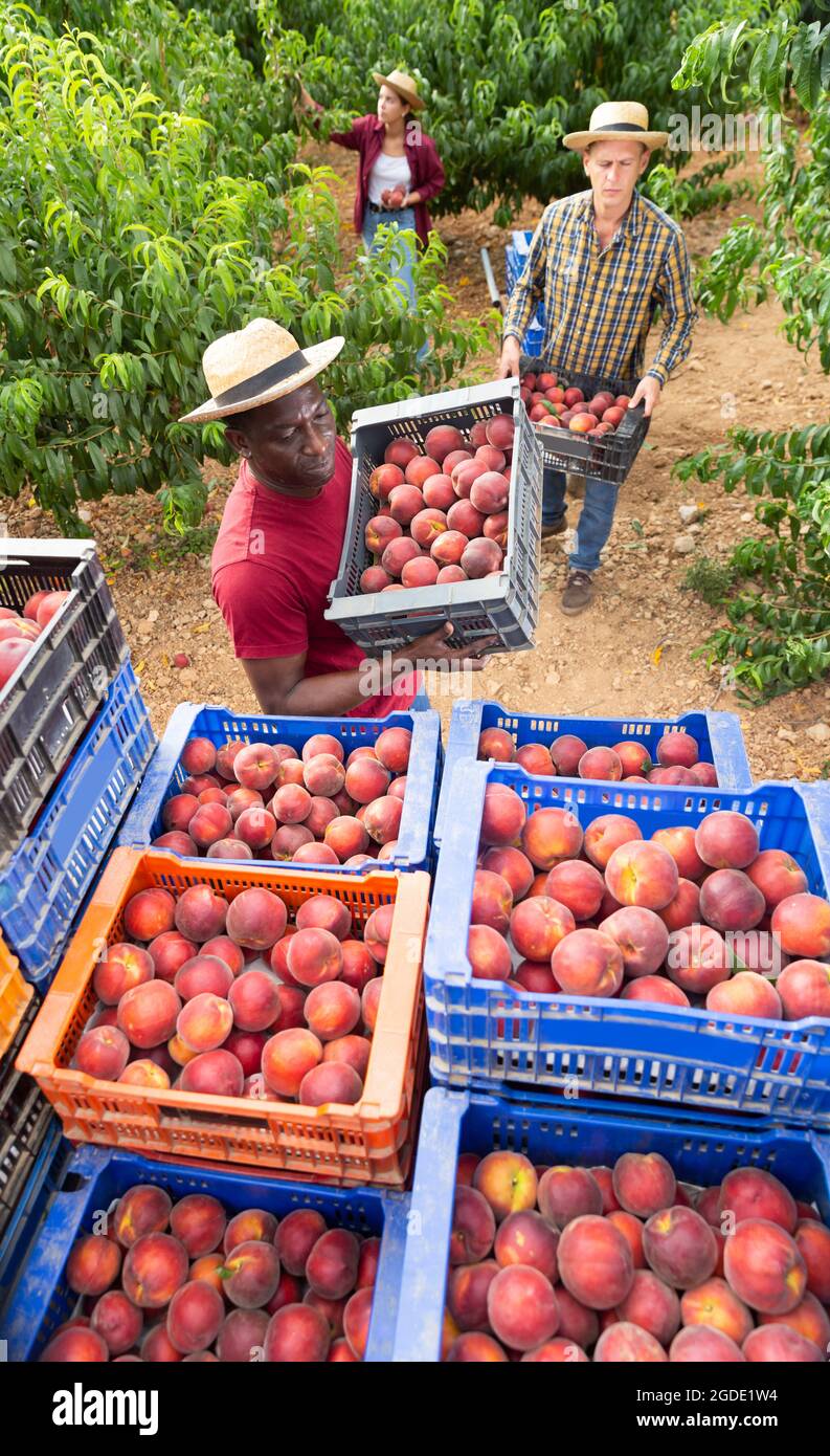 Movers stack boxes of ripe peaches in orchard Stock Photo - Alamy