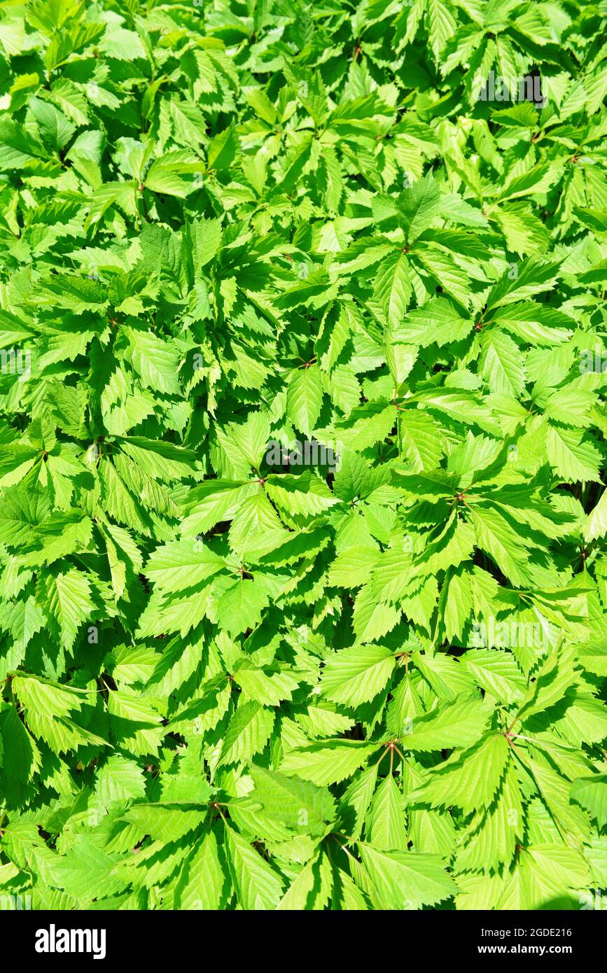 Beautiful spring leaves on tree outdoors Stock Photo - Alamy
