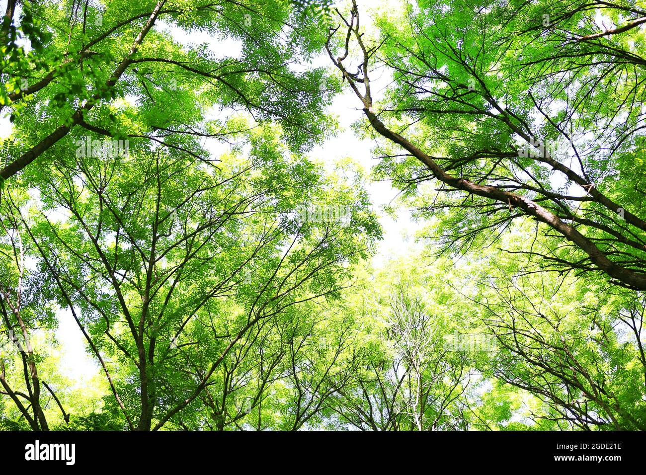 Beautiful trees in forest Stock Photo - Alamy