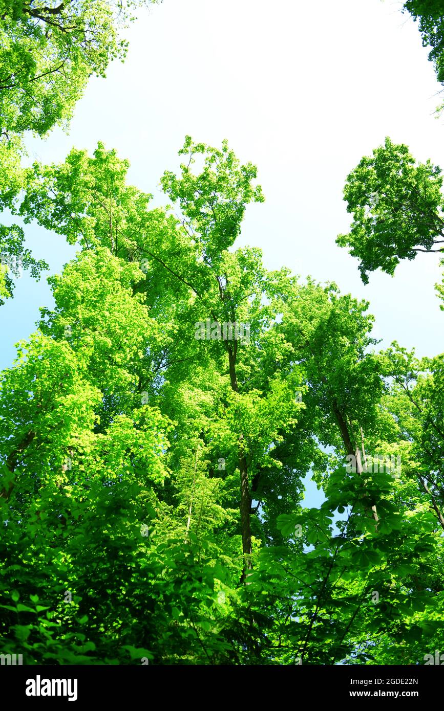 Beautiful trees in forest Stock Photo - Alamy