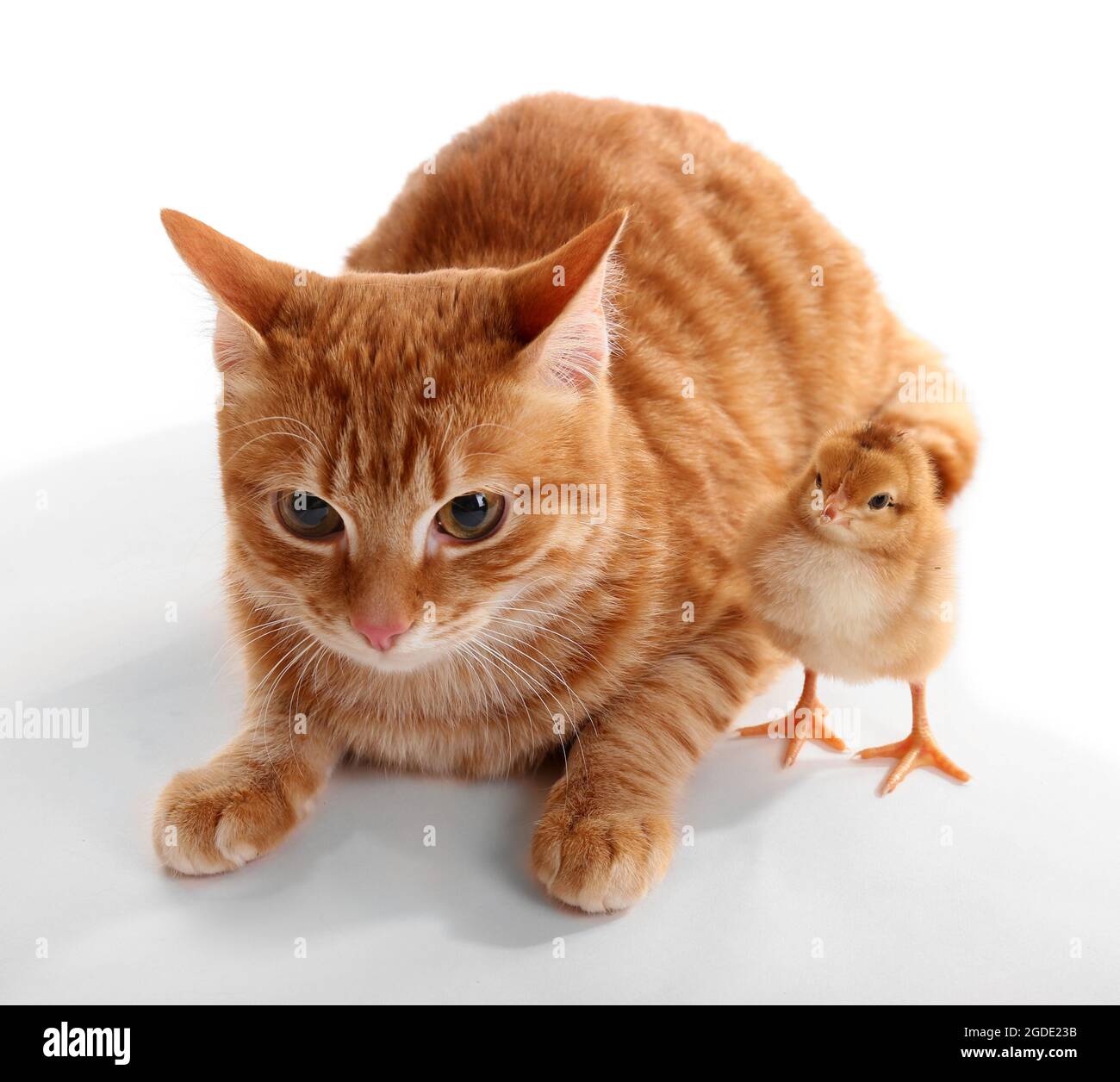 Red cat with cute chicken on white background Stock Photo - Alamy