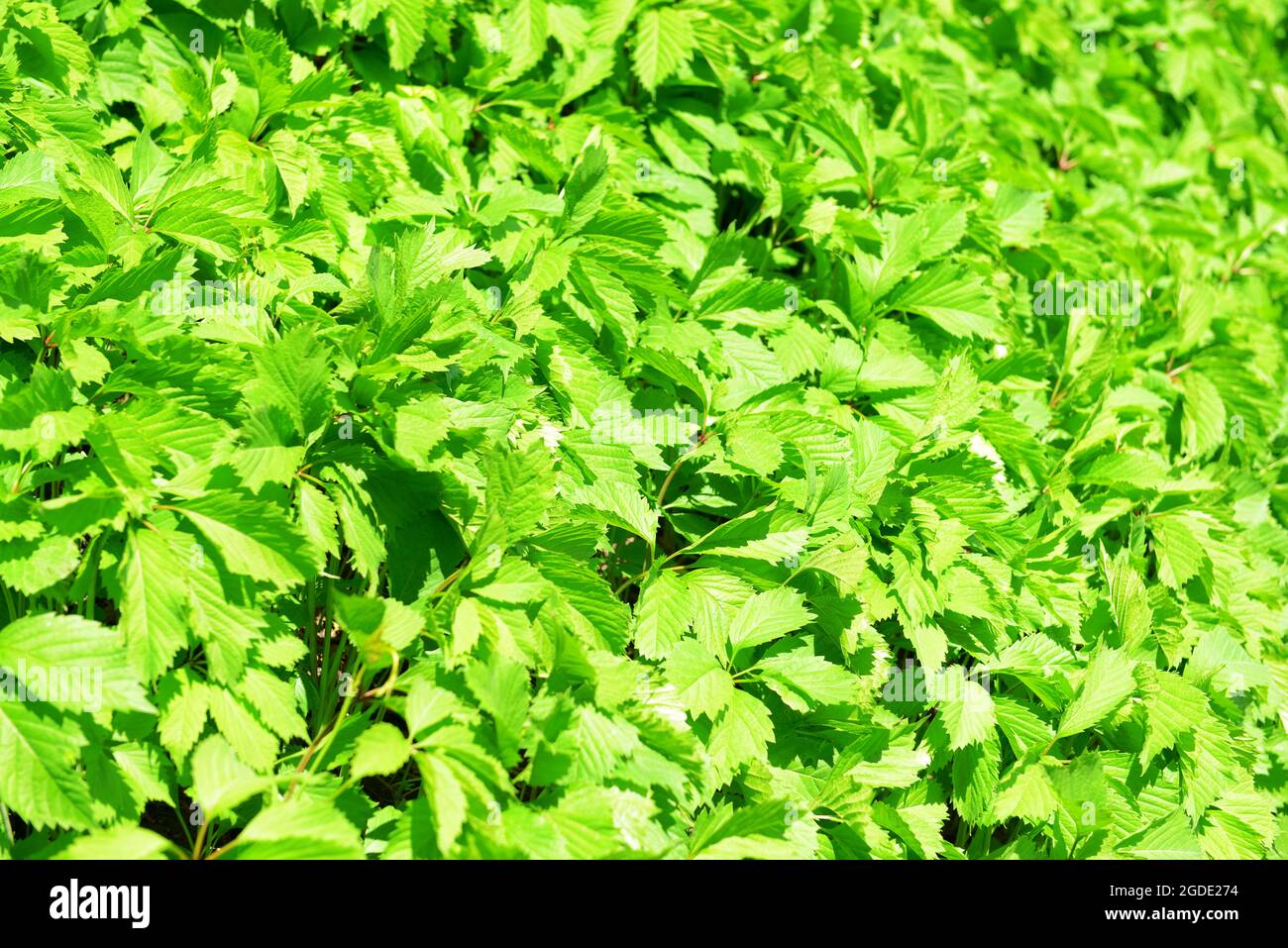 Beautiful spring leaves on tree outdoors Stock Photo - Alamy