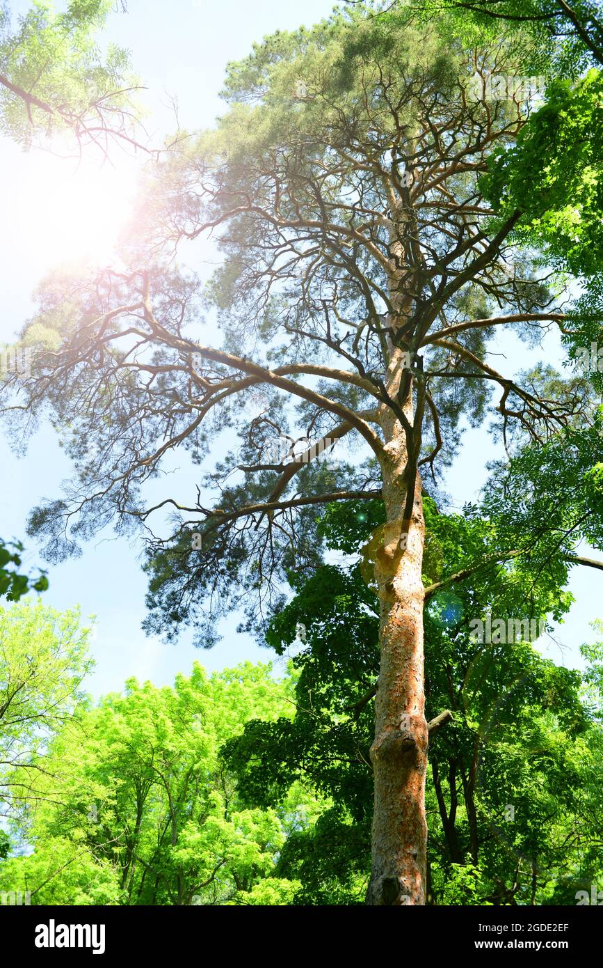 Beautiful trees in forest Stock Photo - Alamy