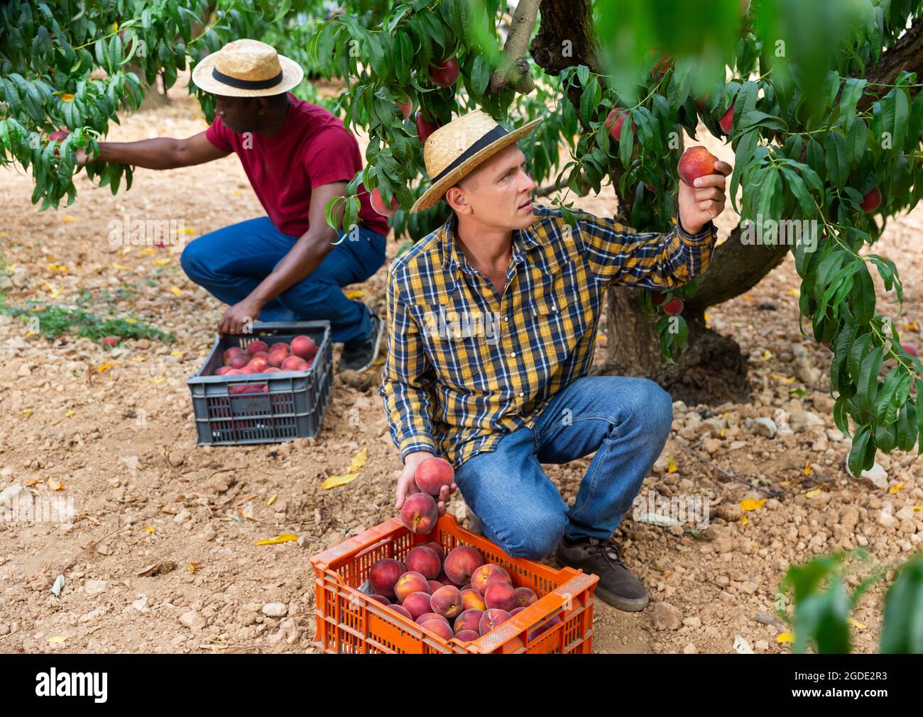 Two men working in peach plantation Stock Photo - Alamy