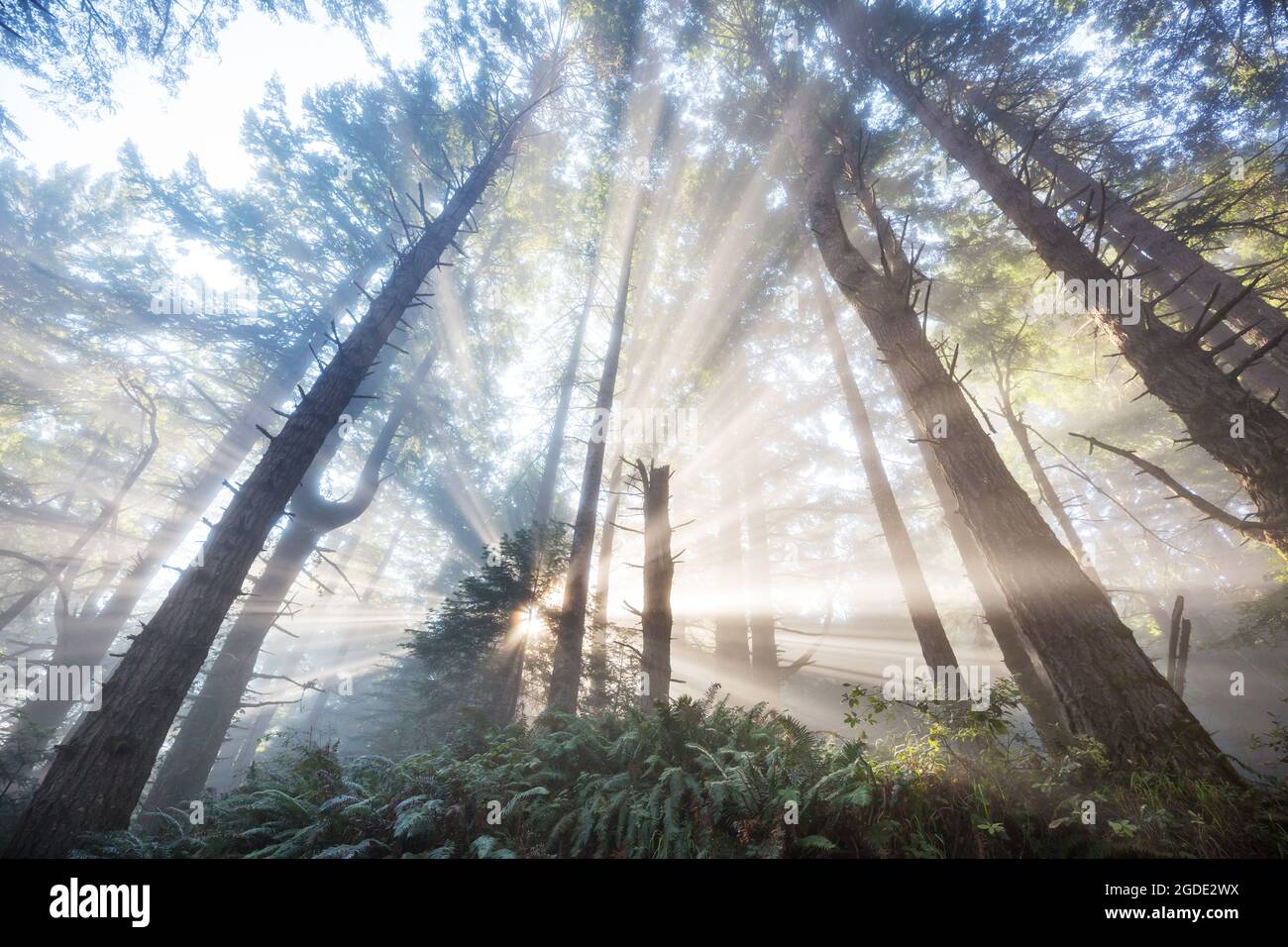 Sun beams in clear day in the green forest Stock Photo - Alamy