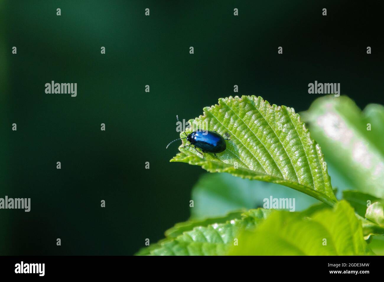 the sky blue leaf beetle eats holes in the green leaves of a bush Stock ...