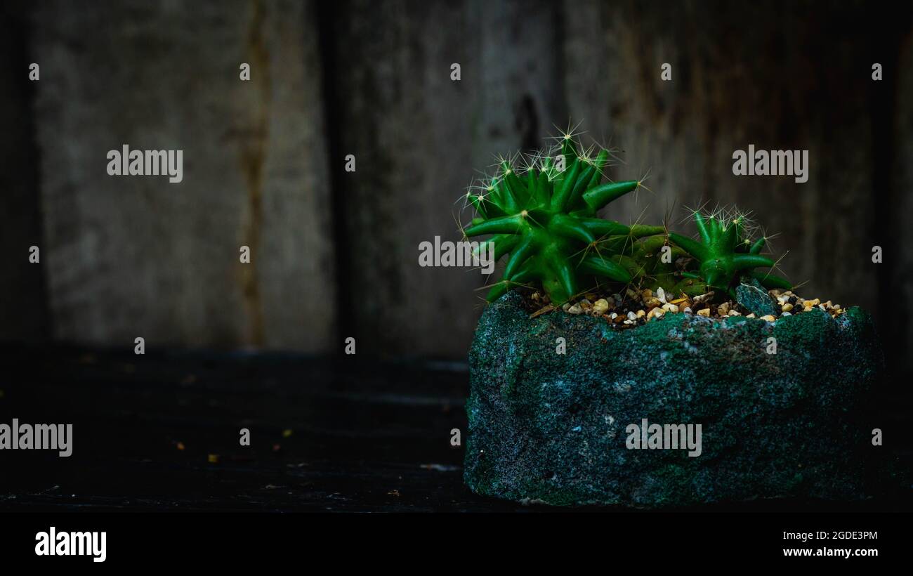 Star cactus on beautiful concrete artisan pot Stock Photo - Alamy