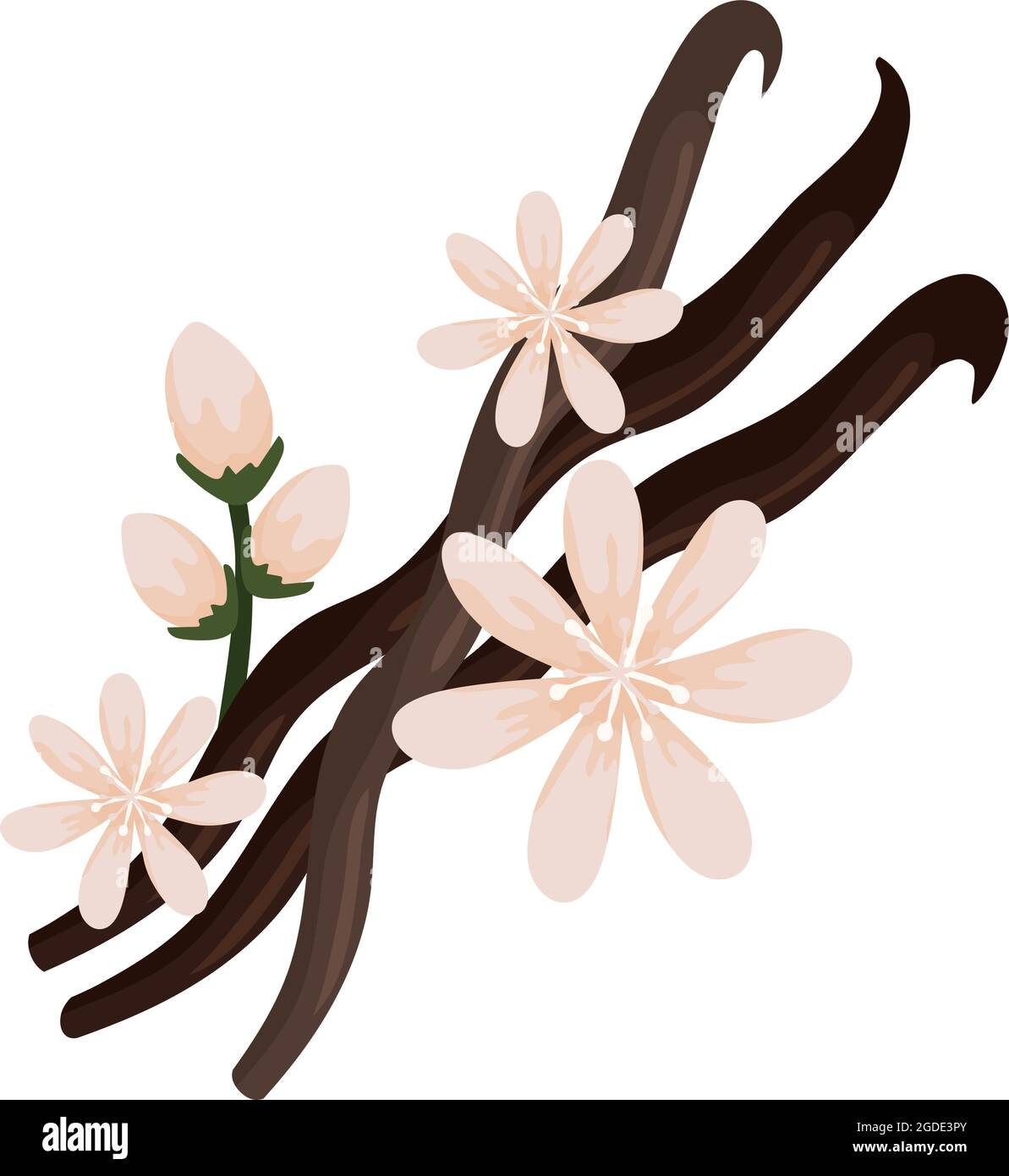 vanilla branch design Stock Vector Image & Art - Alamy