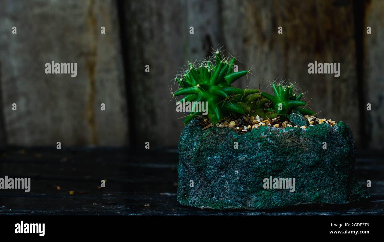 Star cactus on beautiful concrete artisan pot Stock Photo - Alamy