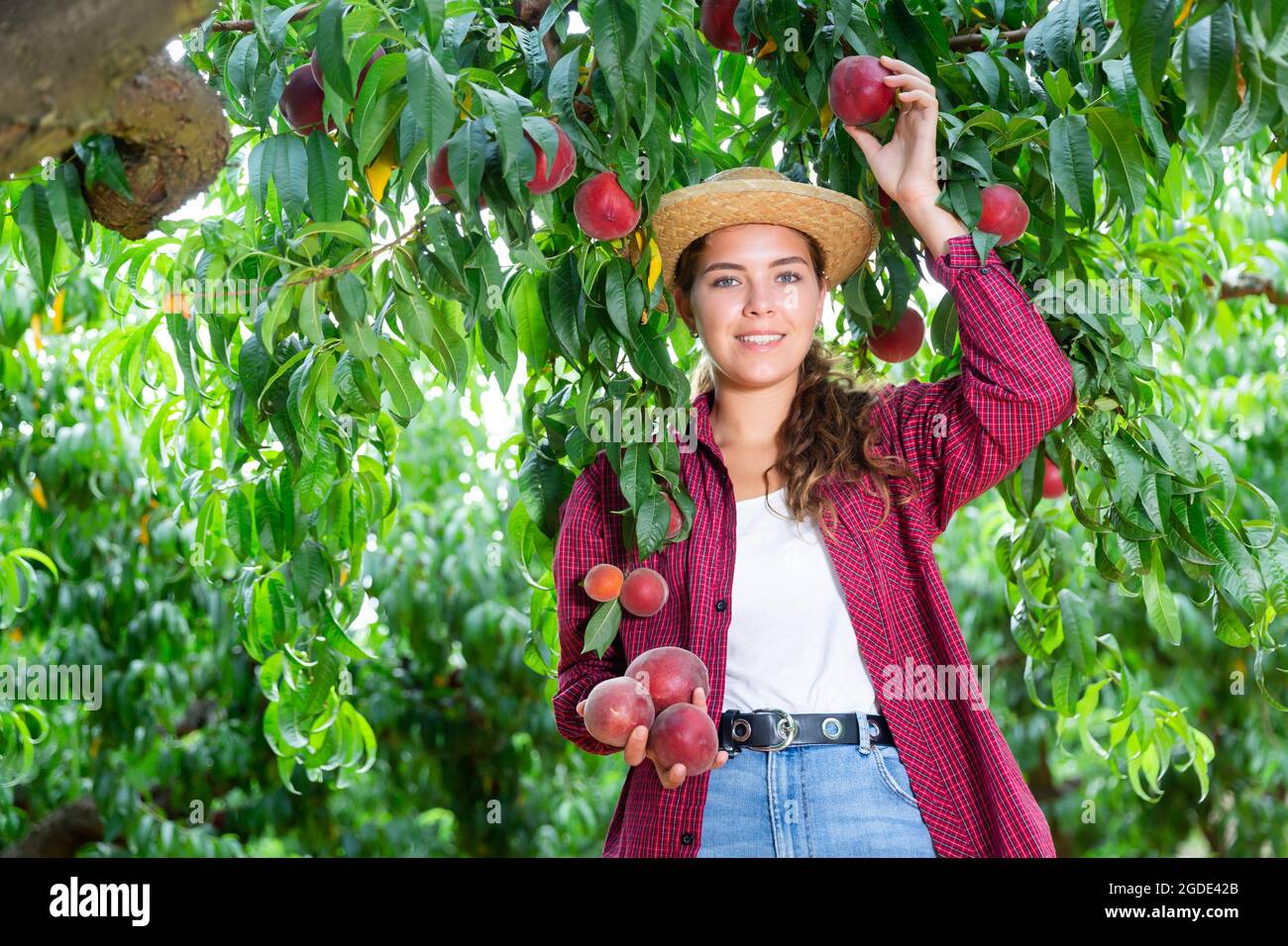 Peach picker hi-res stock photography and images - Alamy