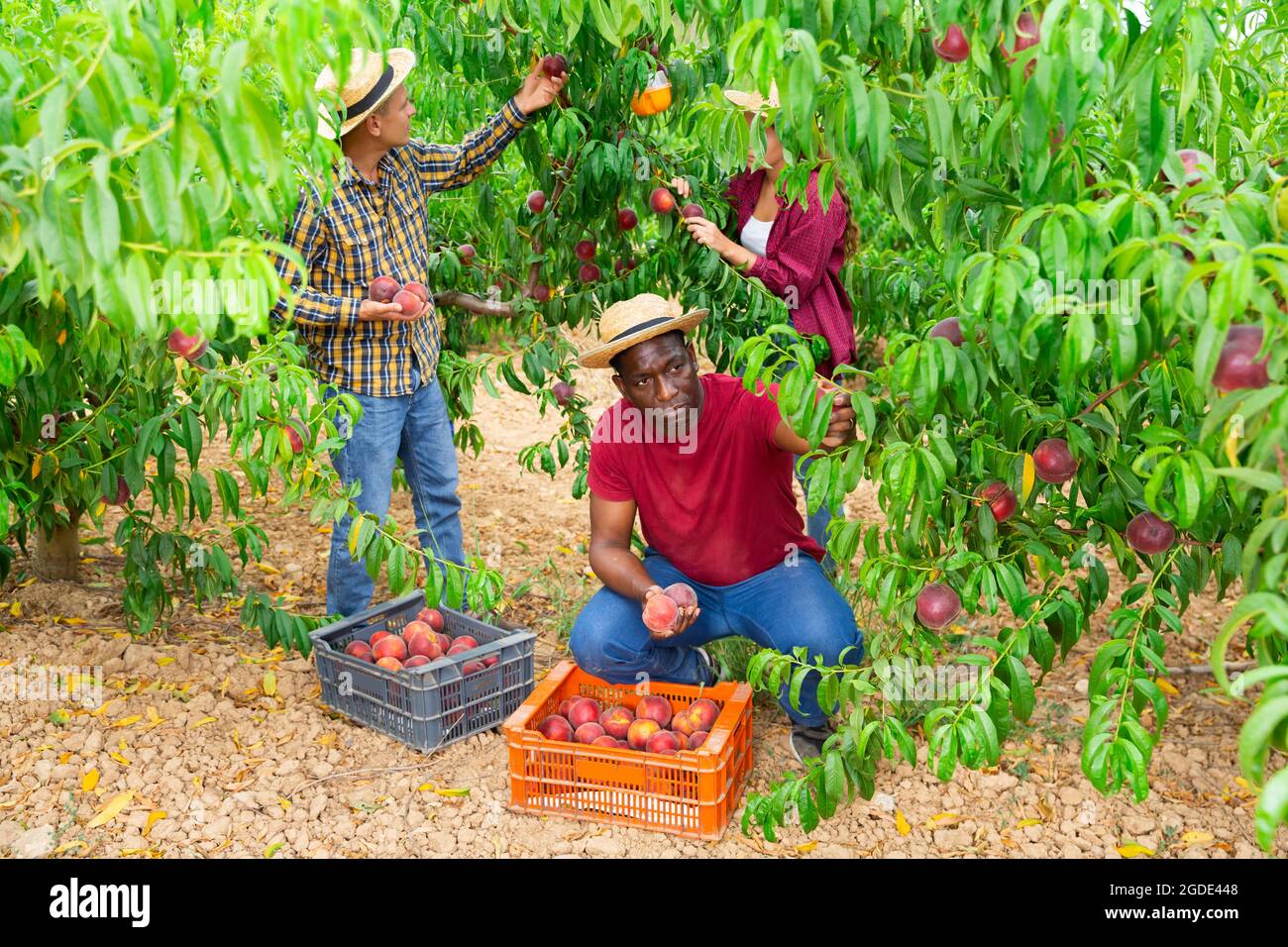 Two men and one woman working in peach plantation Stock Photo - Alamy